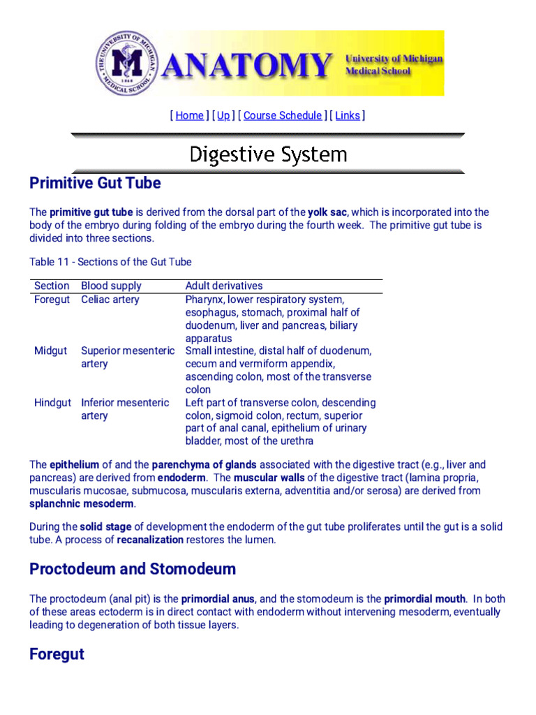 Digestive System | PDF | Gastrointestinal Tract | Pancreas