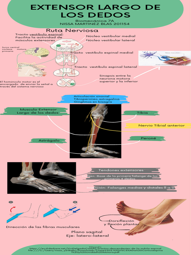 Martinez_Nissa_Extensor largo de los dedos_7°A | PDF | Sistema nervioso ...