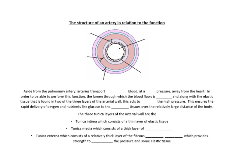 Artery Structure and Function Explained | PDF