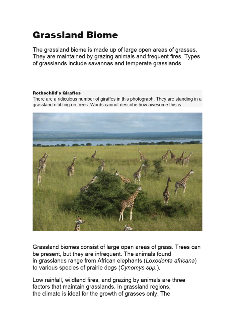 Grassland Biome Ecosystem | PDF | Grassland | Savanna