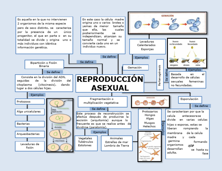 Mapa Conceptual de La Reproduccion Asexual | PDF | Biología Celular ...