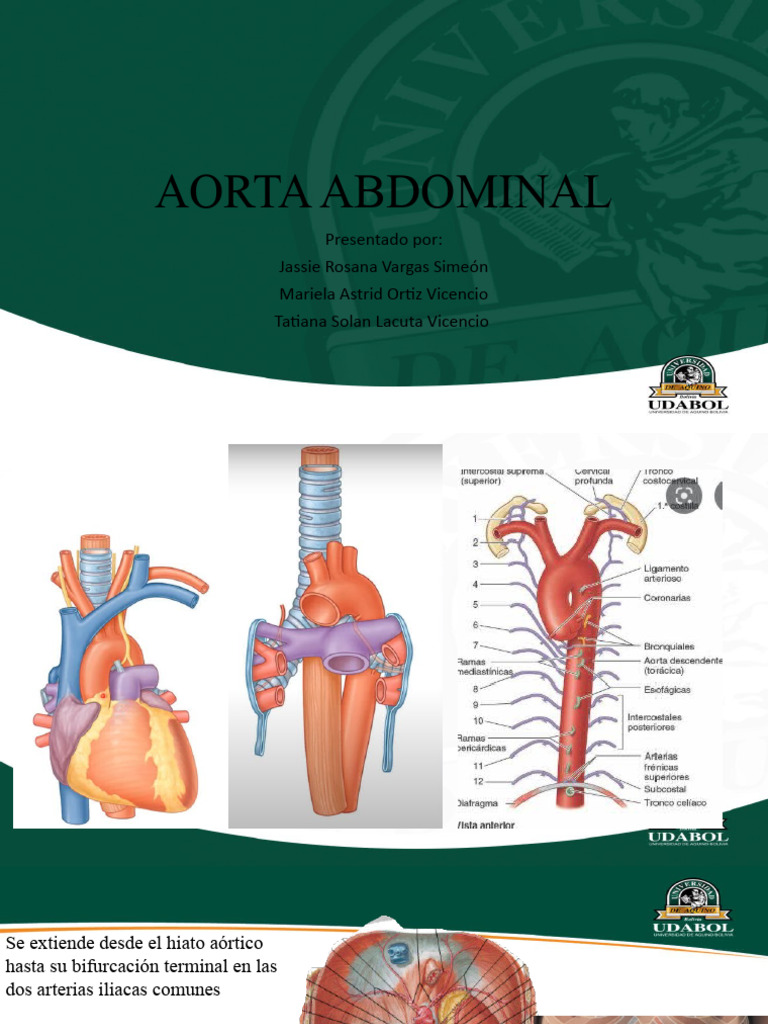 Aorta Abdominal | PDF | Anatomía humana | Abdomen