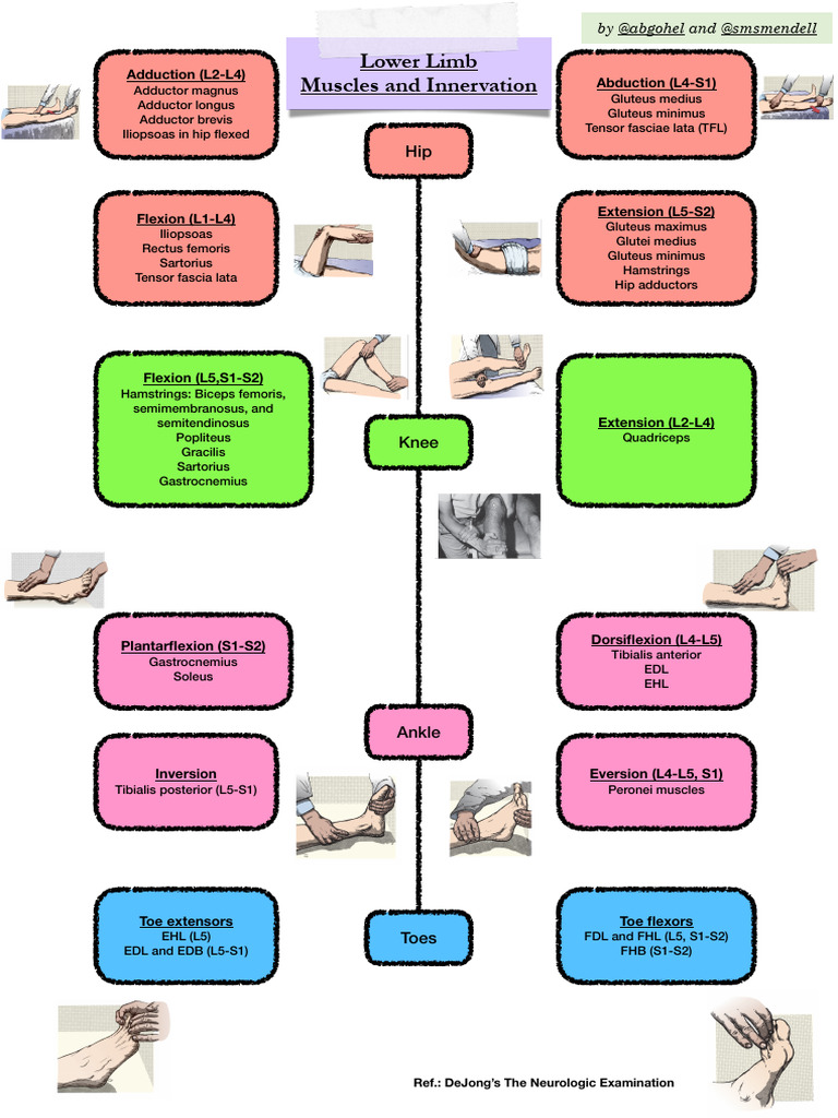 Lower Limb Muscles | PDF | Human Leg | Anatomical Terms Of Motion
