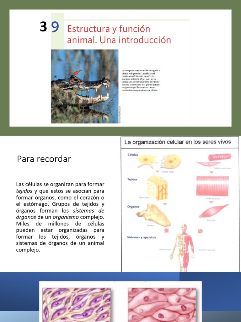 Estructura y Funcion Animal | PDF | Epitelio | Termorregulación