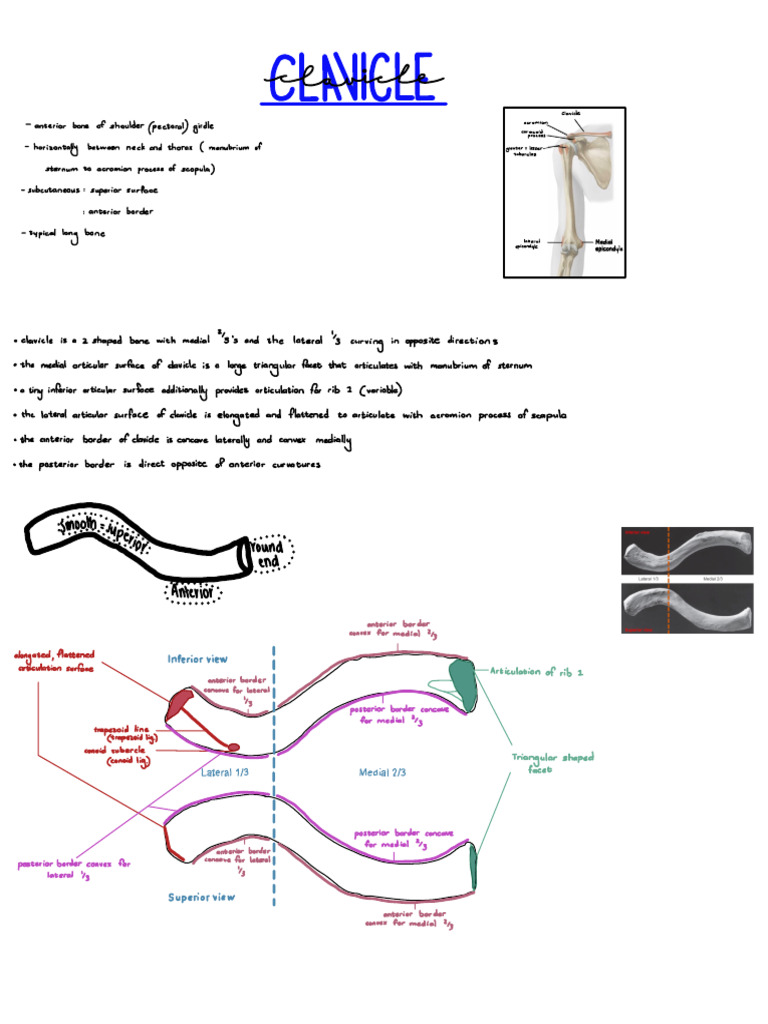 Upper Limb Summary | PDF | Limbs (Anatomy) | Skeletal System