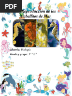 Ciclo de vida del caballito de mar | PDF