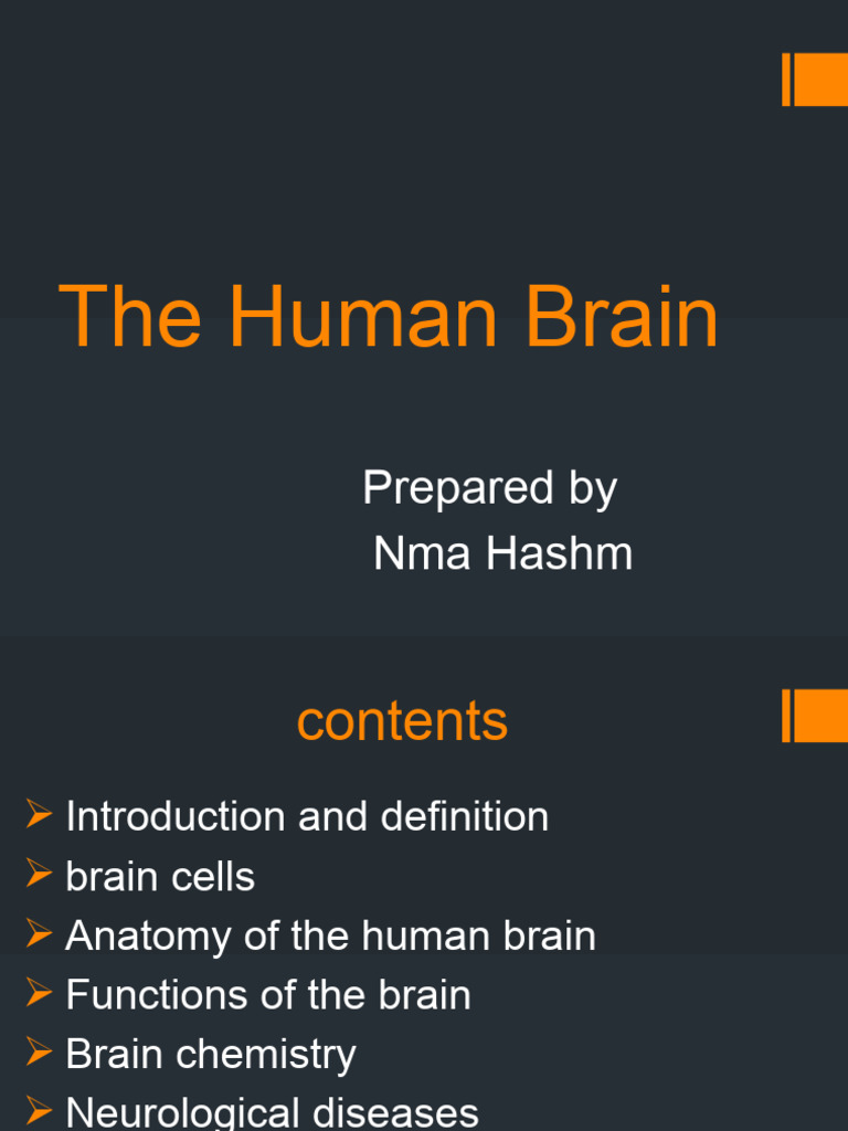 The Human Brain | PDF