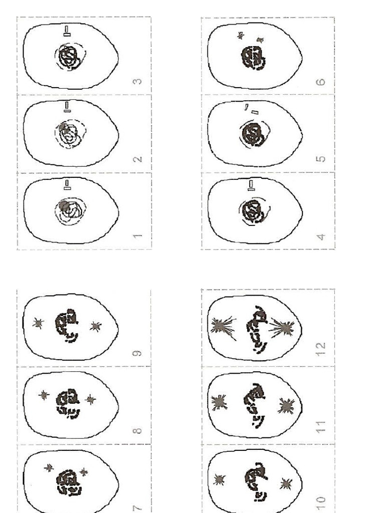 Flip Book Mitosis | PDF