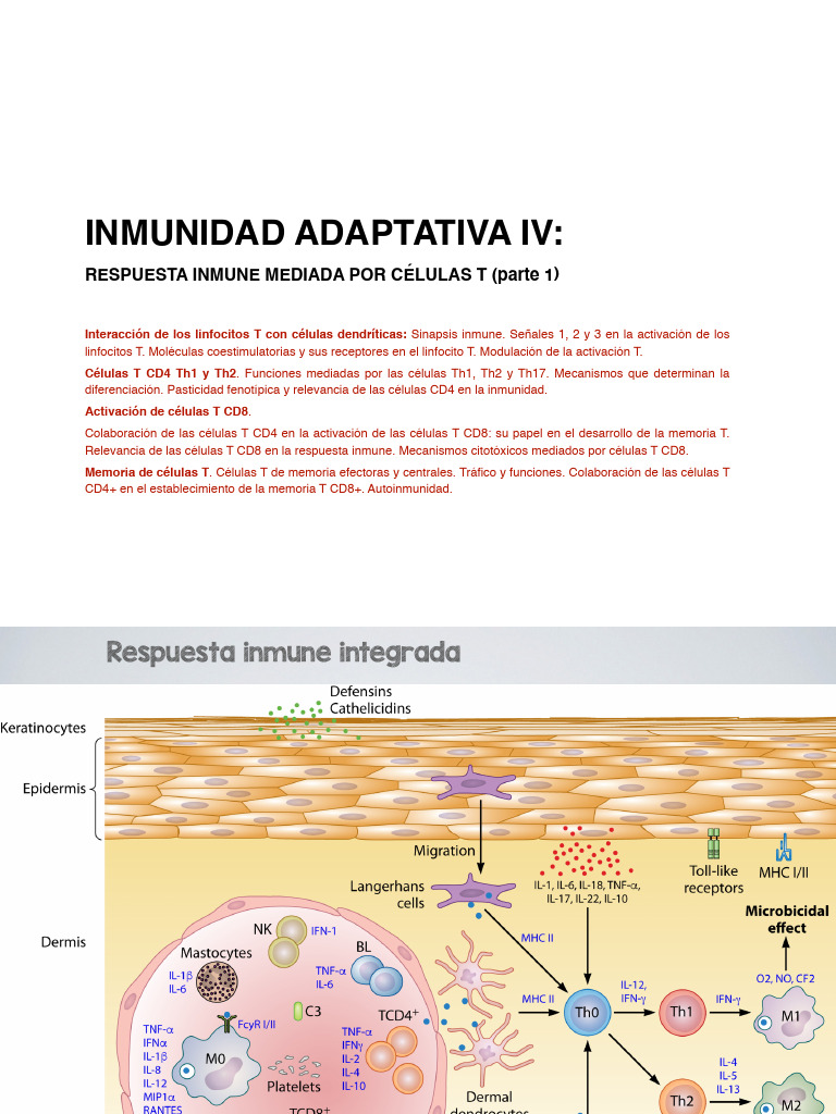 Inmunidad Adaptativa | PDF | Célula T | T Helper Cell