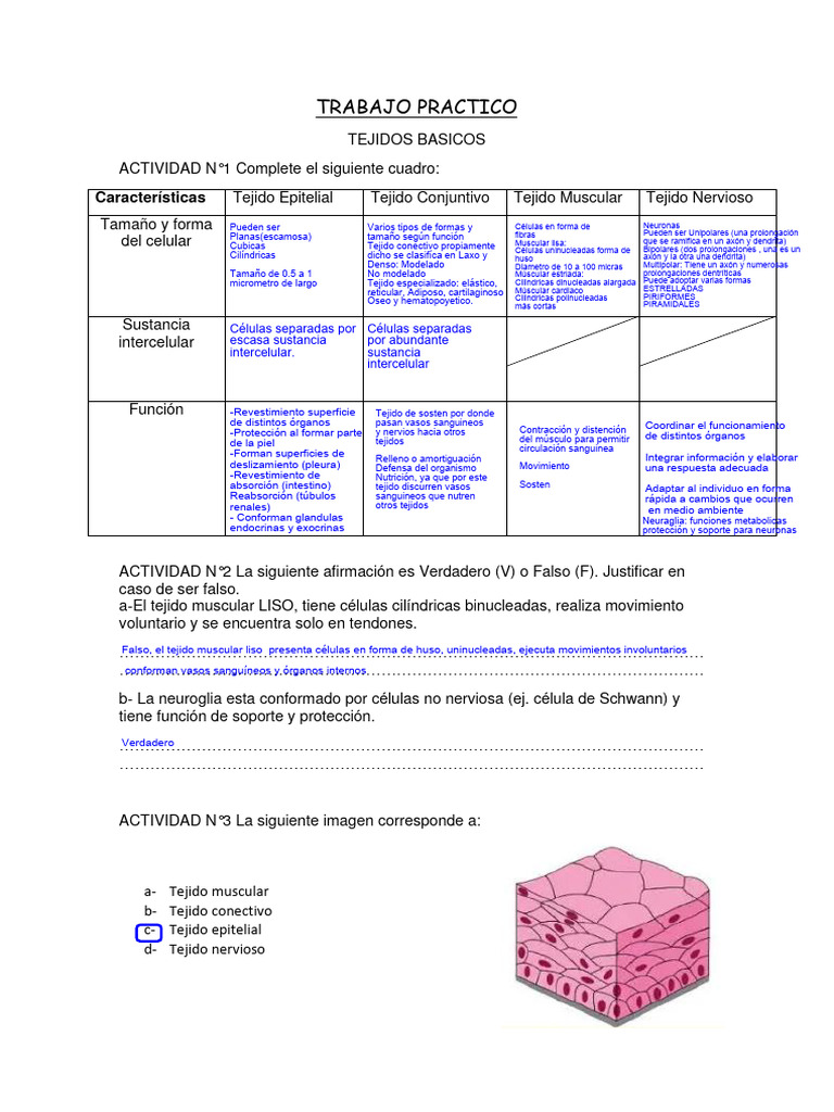 Guía de Estudio: Tejidos Básicos | PDF | Ciencia y matemáticas