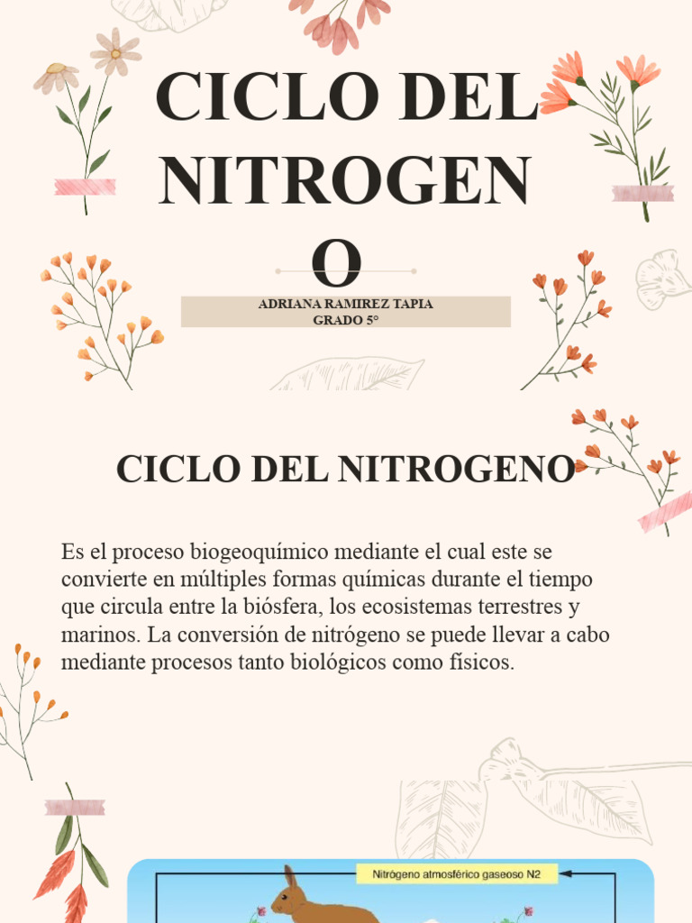 Ciclo Del Nitrogeno | PDF