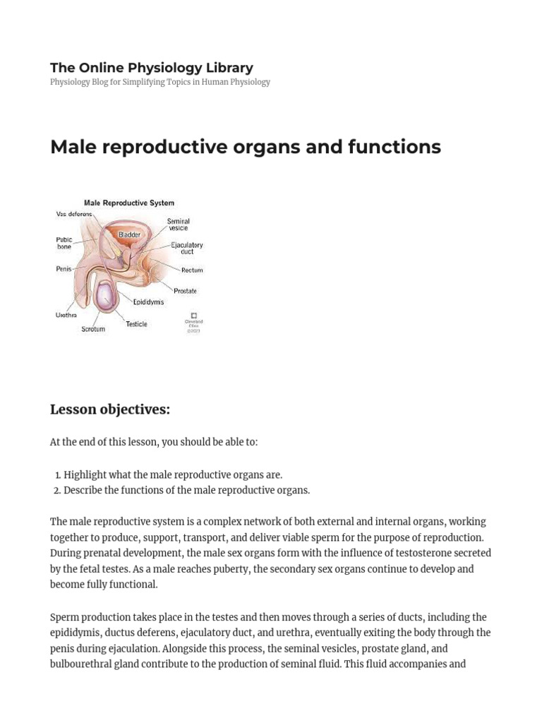 Male Reproductive Organs and Functions - The Online Physiology Library | PDF | Semen ...