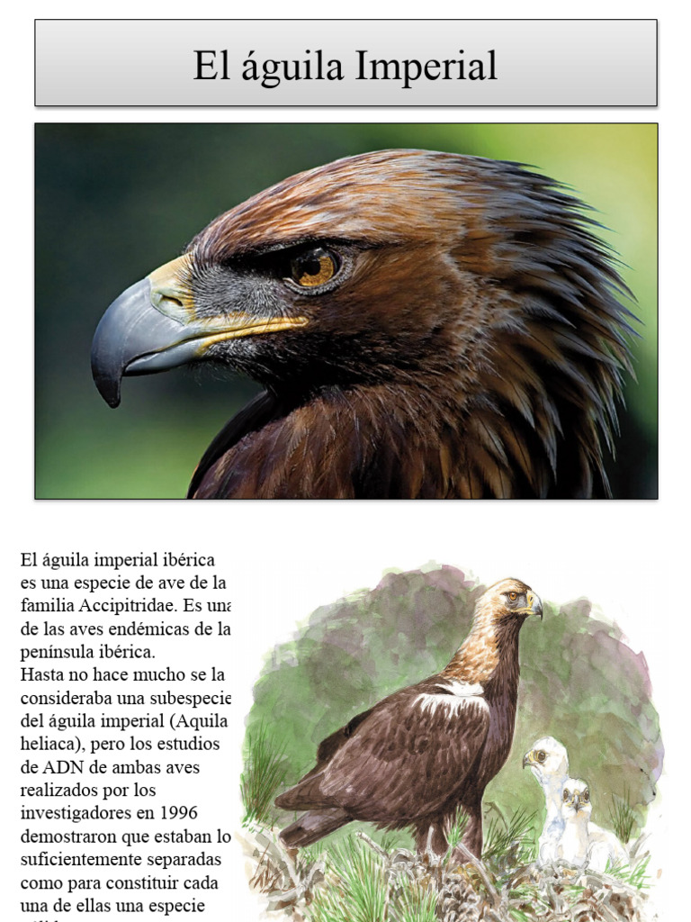 El Águila Imperial | PDF