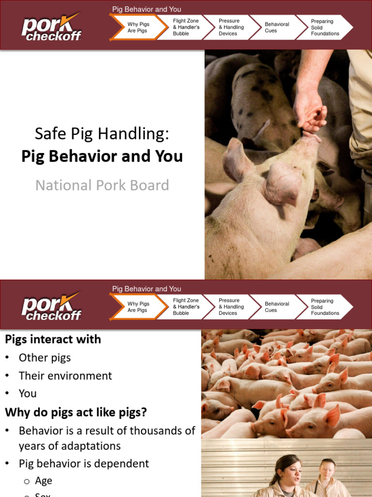 Pig Behavior English | PDF | Pig | Animal Training