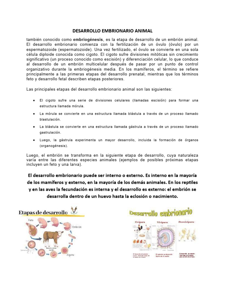 Etapas del Desarrollo Embrionario Animal | PDF | Ciencia y matemáticas