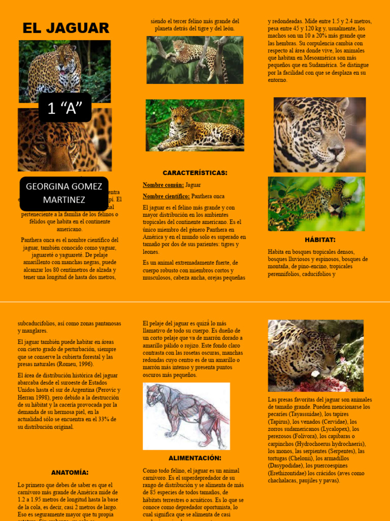 EL JAGUAR | PDF | Jaguar