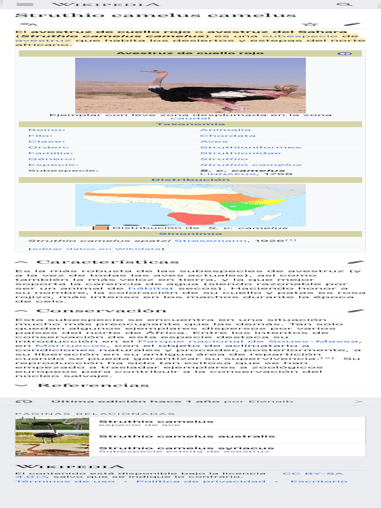 Struthio Camelus Camelus - Wikipedia, La Enciclopedia Libre | PDF ...