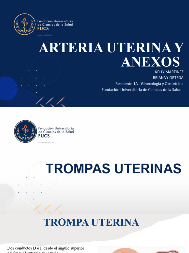 Arteria Uterina y Anexos | PDF | Ovario | Anatomía