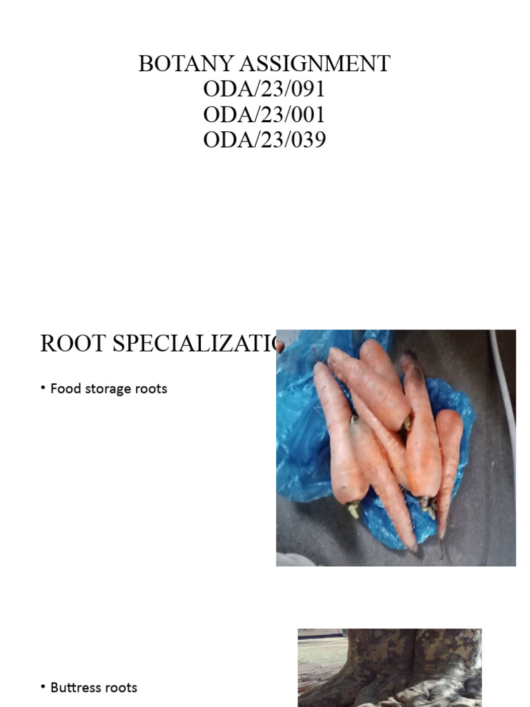 Botany Assignment ODA/23/091 ODA/23/001 ODA/23/039 | PDF