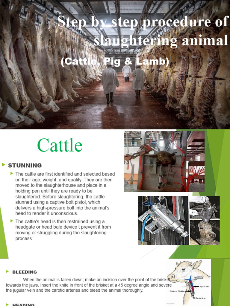 Group 3 Step by Step Procedure of Slaughtering Animal | PDF | Animal ...