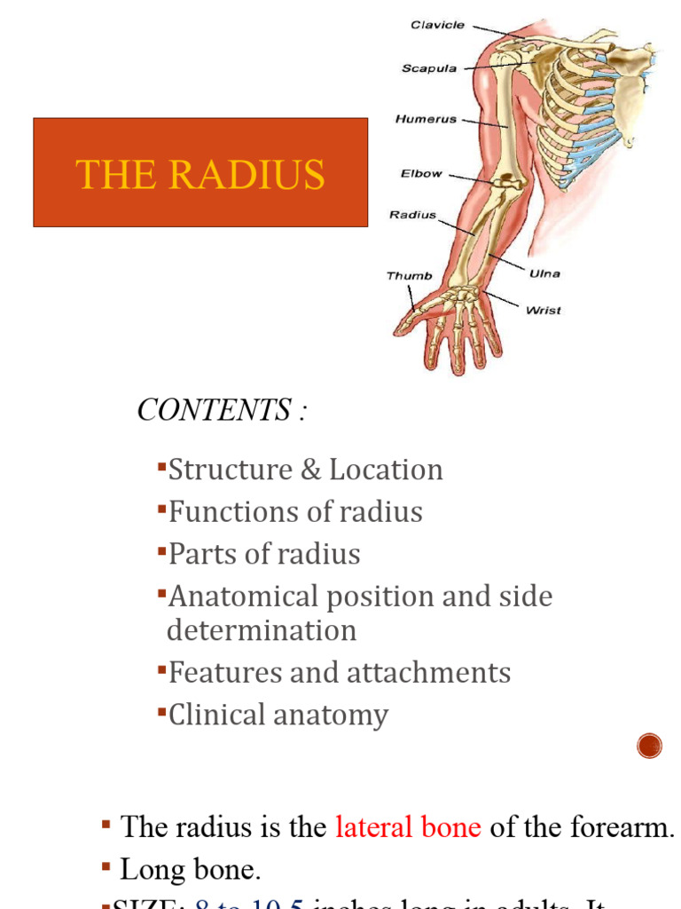 Radius Anatomy | PDF