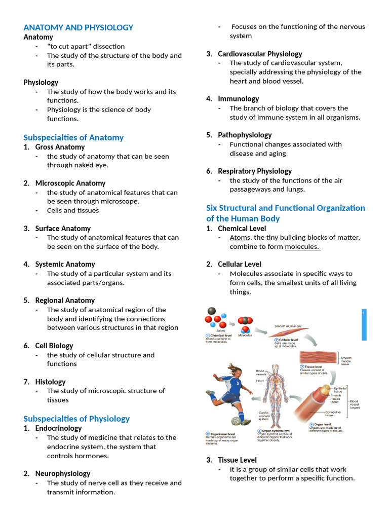 ANATOMY AND PHYSIOLOGY Reviewer | PDF | Anatomical Terms Of Motion ...