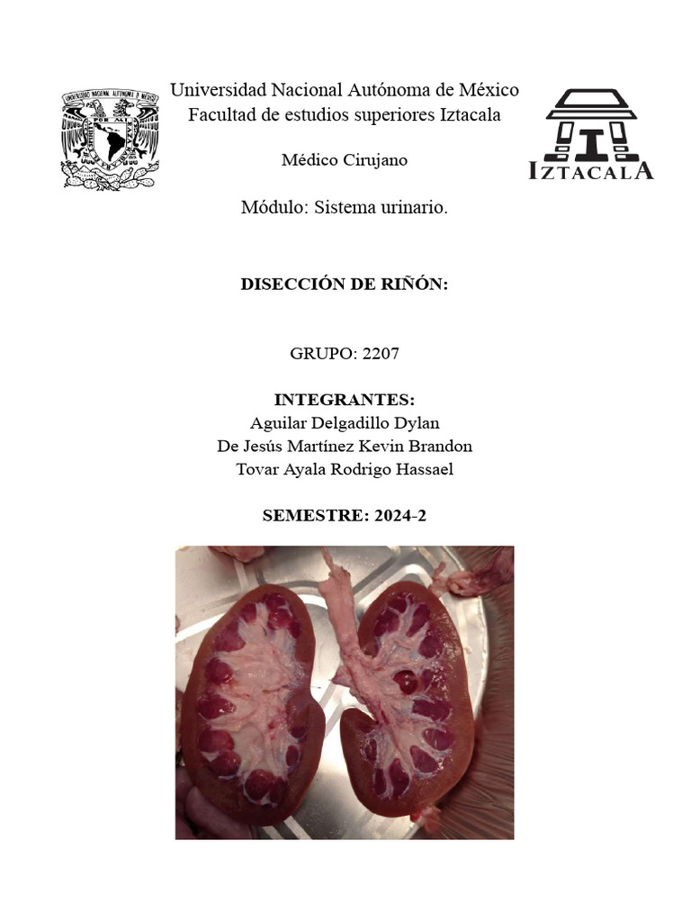 Estructura Interna del Riñón y Ferrein | PDF | Riñón | Sistema ...