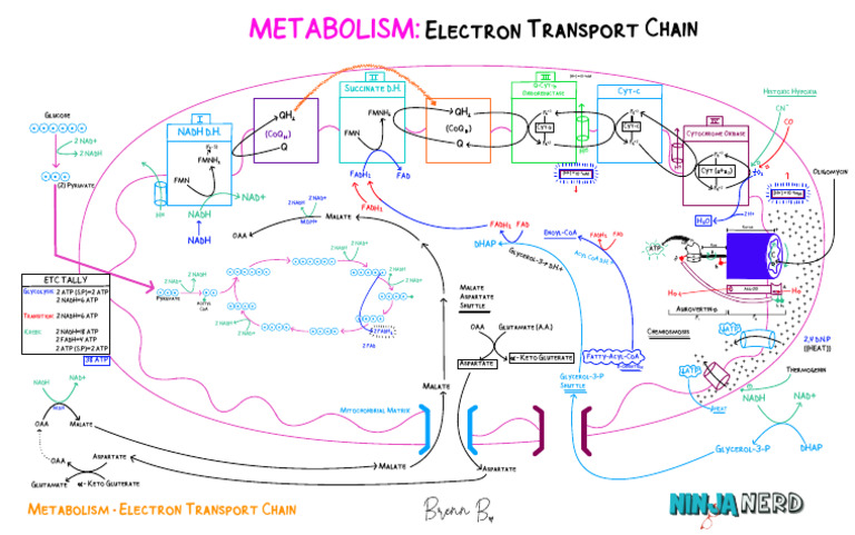 ETC Part Three Illustration Atf | PDF | Adenosine Triphosphate ...
