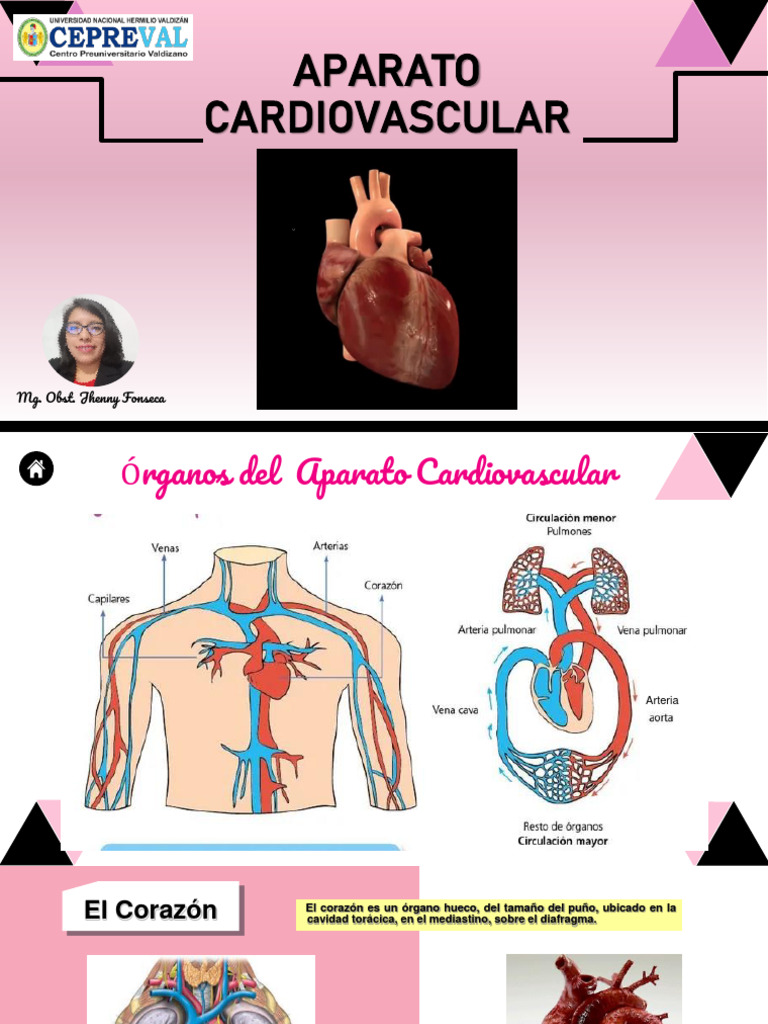 Aparato Cardiovascular | Descargar gratis PDF | Corazón | Ventrículo ...