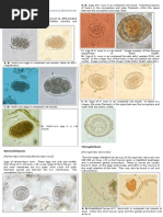 Urine Sediment Atlas: Key Points | PDF | Medical Specialties | Clinical ...