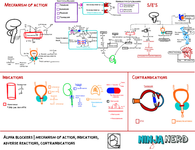 Alfa Blockers Illustration Atf | PDF | Vasodilation | Physiology