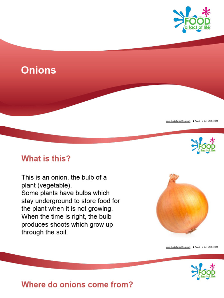Onions PPT 711fcfv | PDF | Onion | Shallot