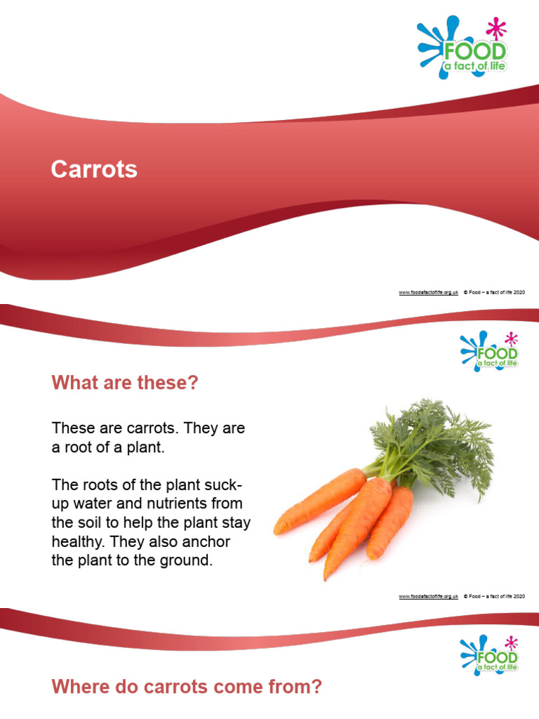 Carrots: Growth, Varieties, and Uses | PDF