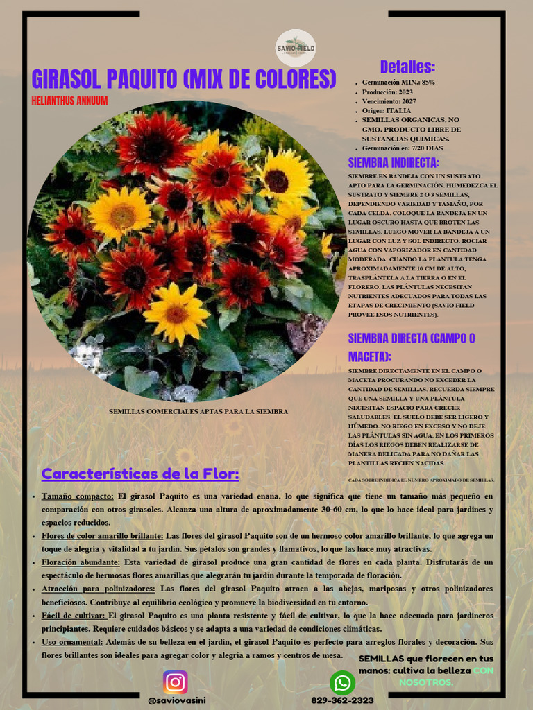 Girasol Paquito Nano de Colores | PDF | Flores | Semilla