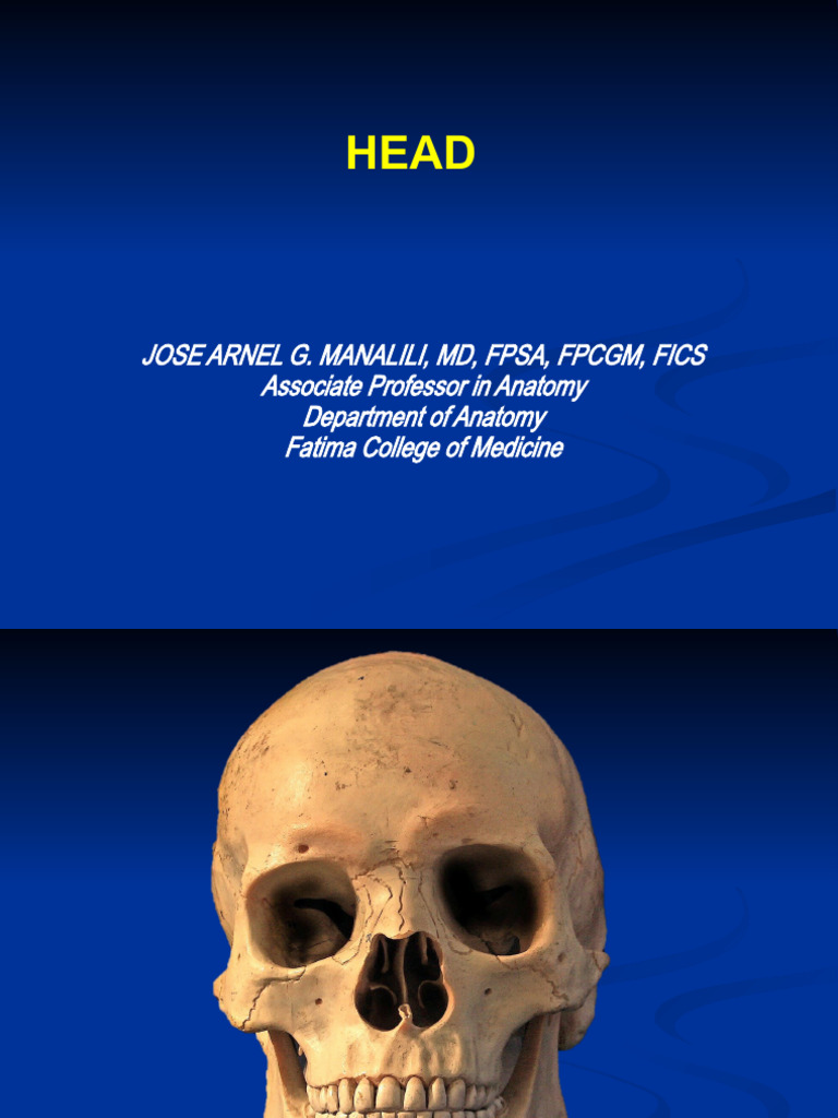 Head And Neck Review Download Free Pdf Common Carotid Artery