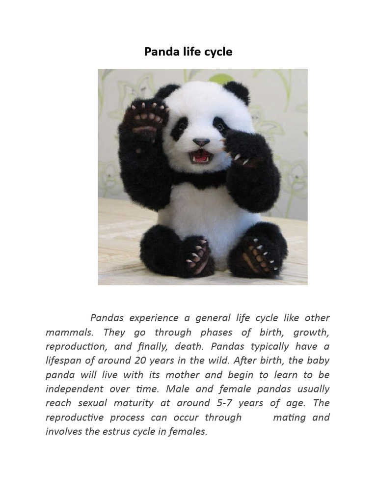 Panda Life Cycle Explained | PDF | Science & Mathematics