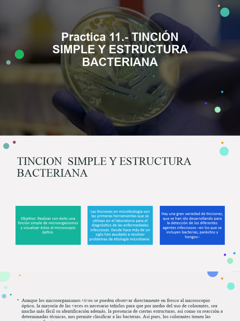 Practica11-Tincionsimple Microbiologia | PDF