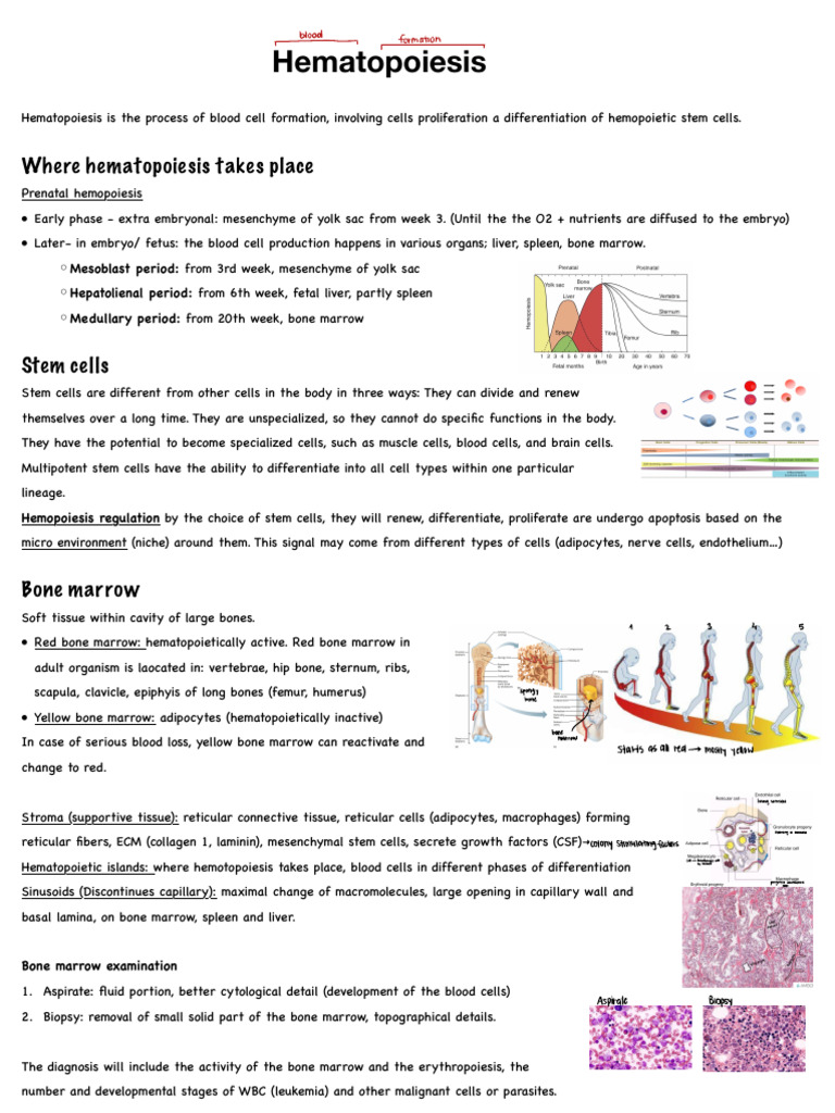 ?2021- Hematopoiesis | PDF | Bone Marrow | Haematopoiesis
