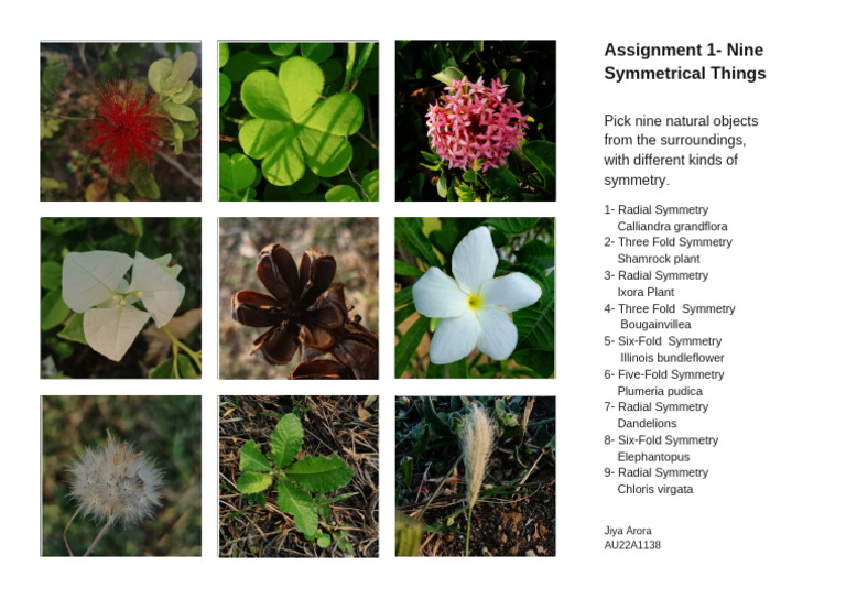Assignment 1 - Examples of Symmetry | PDF