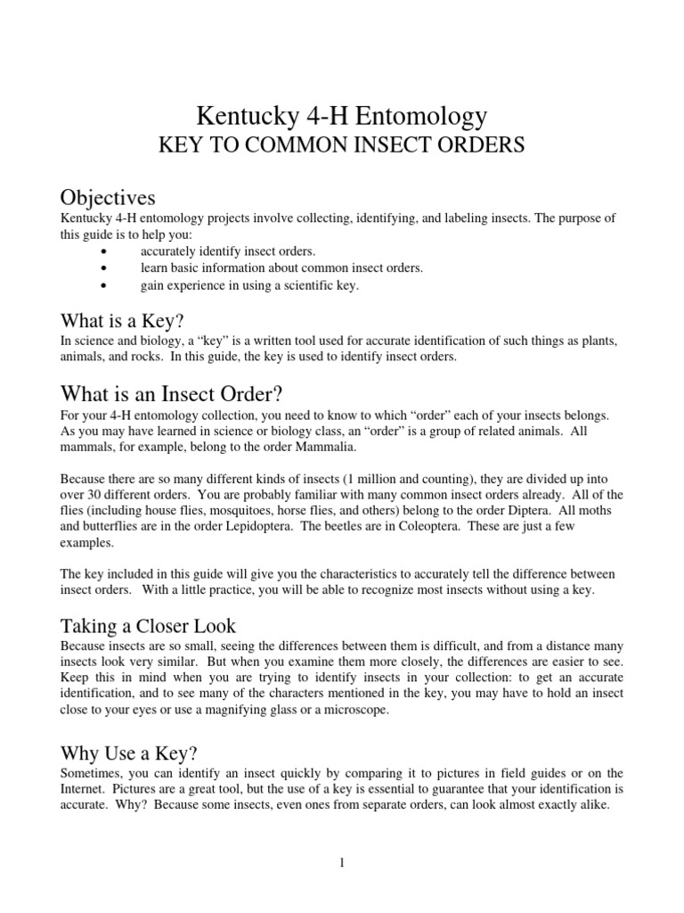 Key to common insect orders | PDF | Fly | Beetle