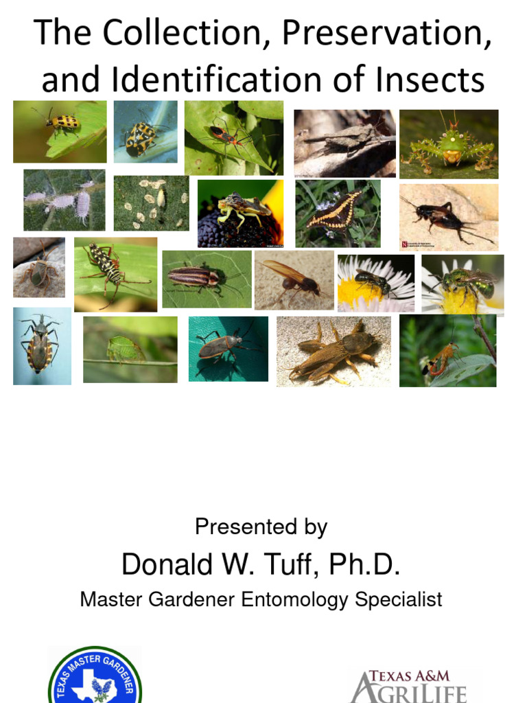 Insect Collecting | PDF | Insects | Hexapoda