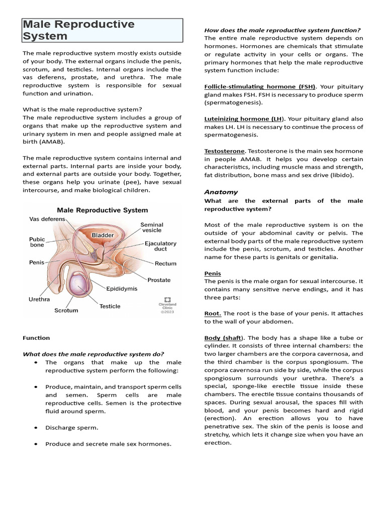 Reproductive System | PDF