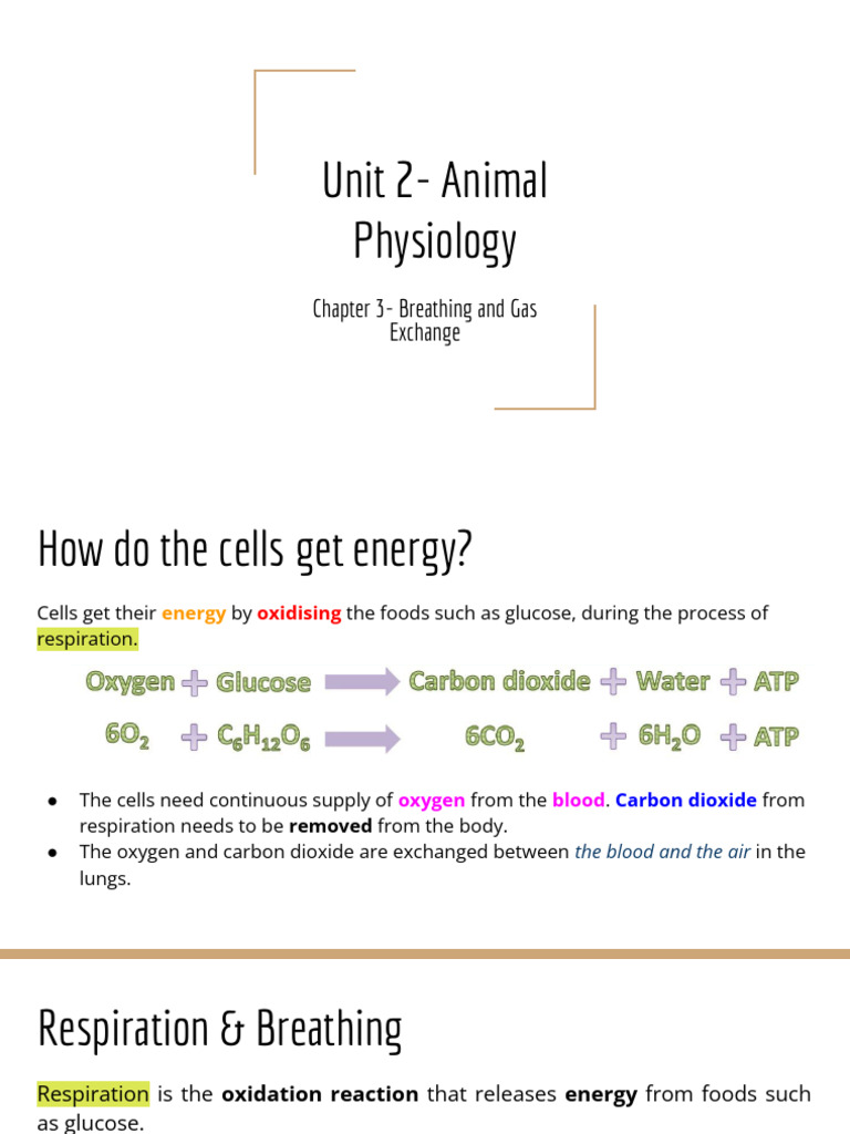 Unit 2 - Chapter 3 | PDF | Breathing | Lung