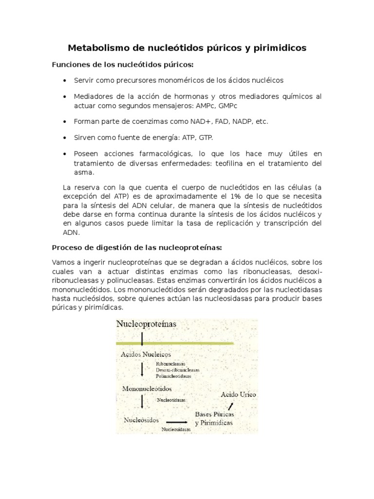 Transcripcion Puricos y Pirimidicos | PDF | Nucleótidos | Enzima