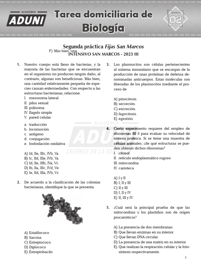 B ISM Dom Sem02 | PDF | Nucleo celular | Ribosoma