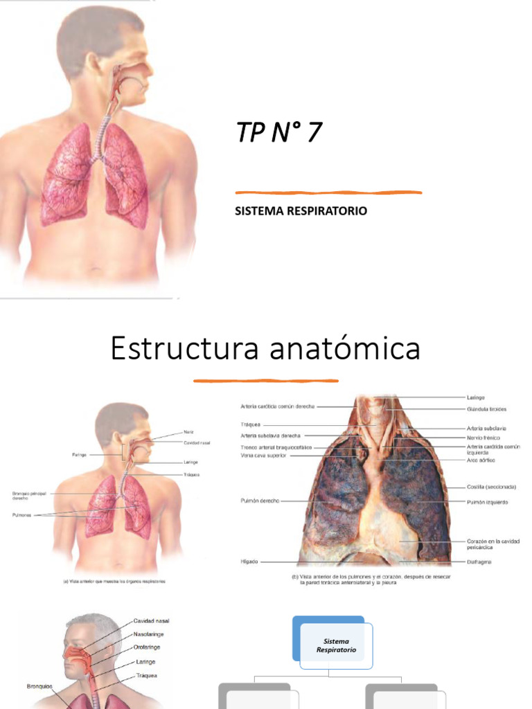 Presentación TP 7 Sistema Respiratorio Morfologia 2023 | PDF | Epitelio | Anatomía