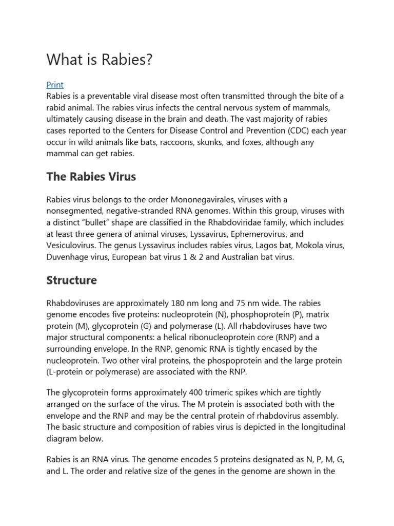 What Is Rabies | PDF | Virus | Rna
