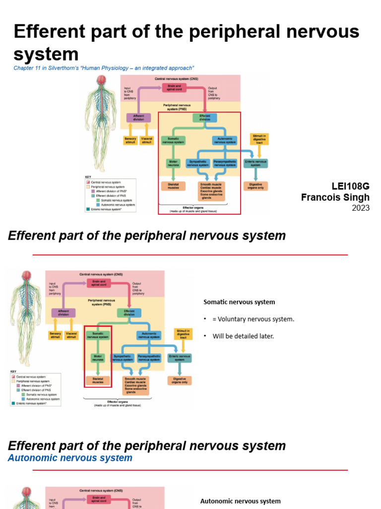 Somatic Motor Neurons Overview | PDF | Neuromuscular Junction | Autonomic Nervous System