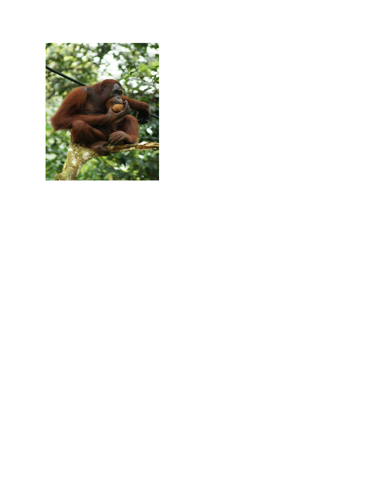 Gambar Org Utan | PDF