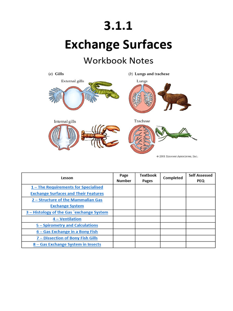 3 1 1 Exchange Surfaces Workbook Notes | PDF | Gill | Lung 3 1 1 Exchange Surfaces Workbook Notes | PDF | Gill | Lung